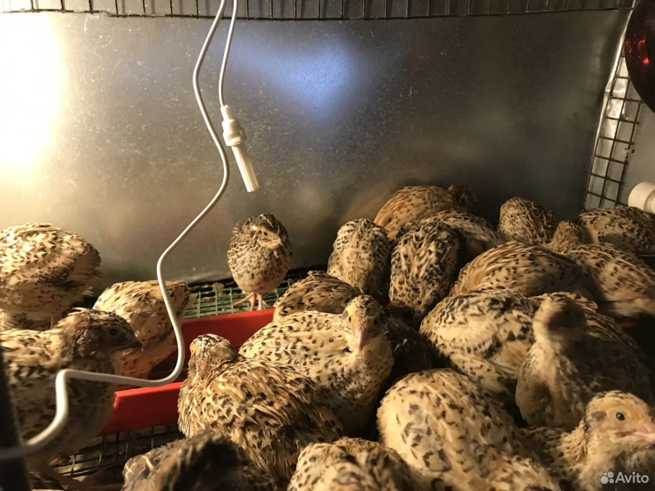 Птенцы перепелов