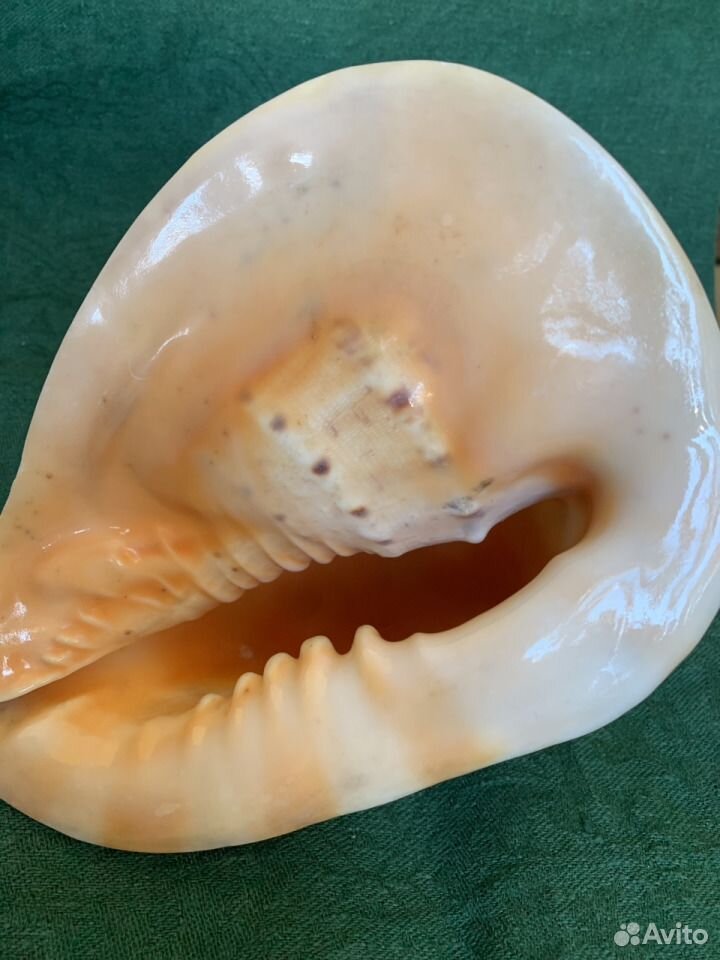 Раковина Тихоокеанская