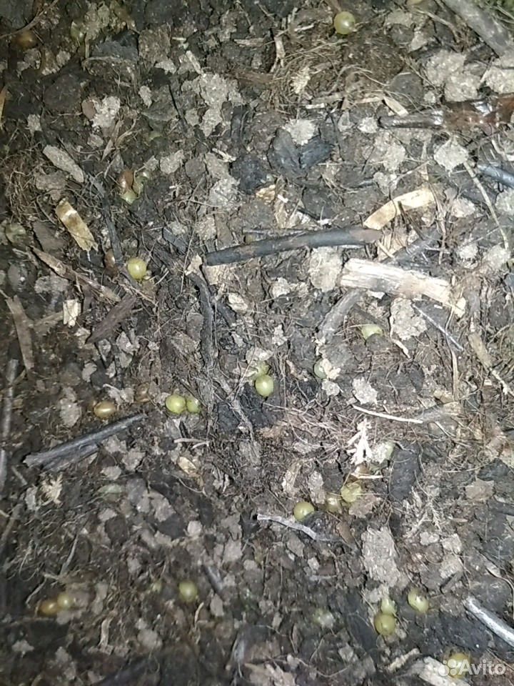 Коконы Дендробена