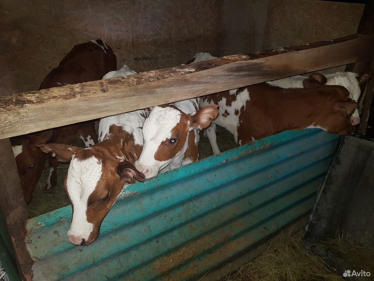 Айширские тёлочки