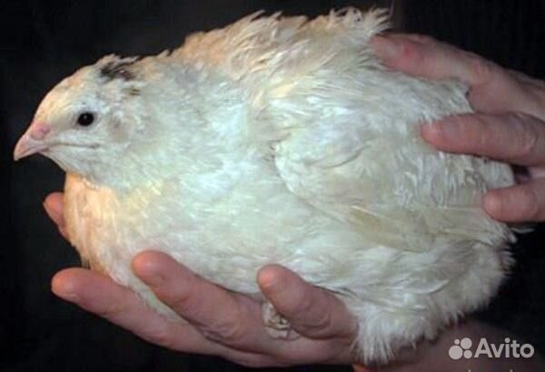 Техасский перепел