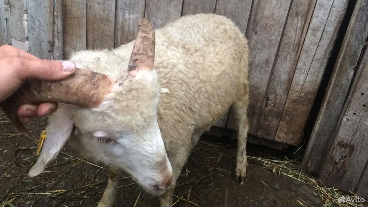 Бараны и овцы на Курбан Байрам