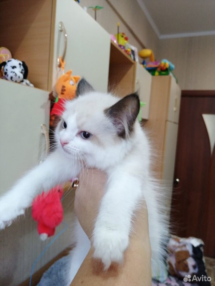 Милые пушистики Рэгдолл