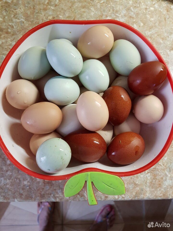 Инкубационное яйцо породистых кур