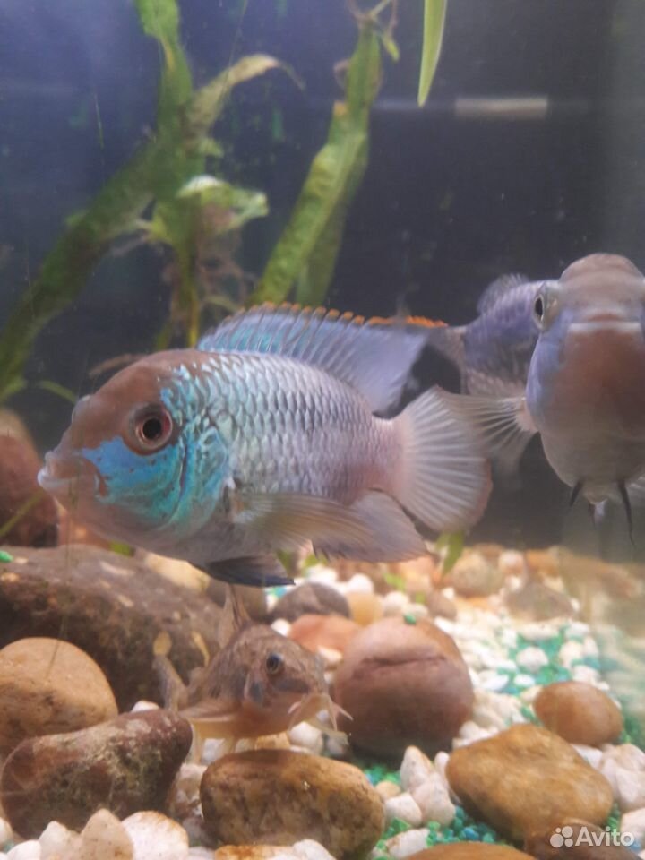 Наннакара самец