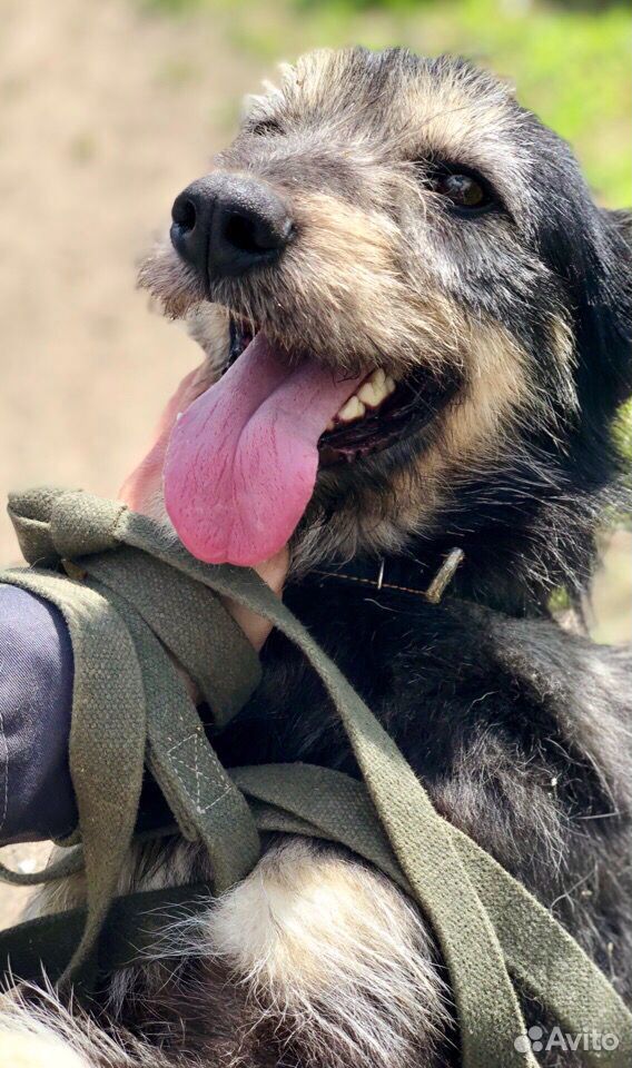 Бородатый мальчуган