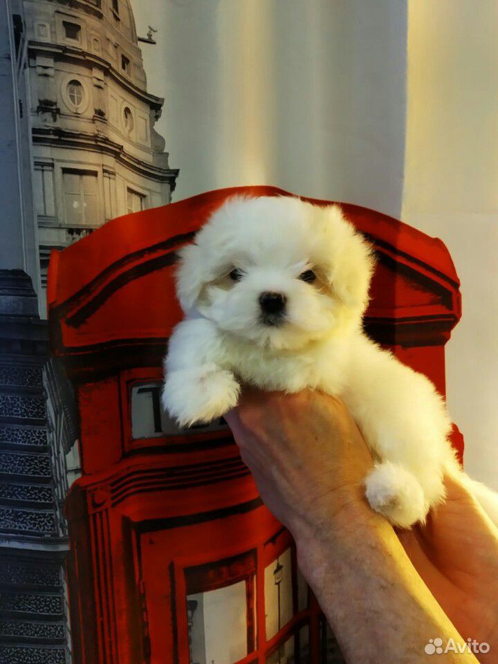 Щеночки Мальтезе. Мальтийская болонк