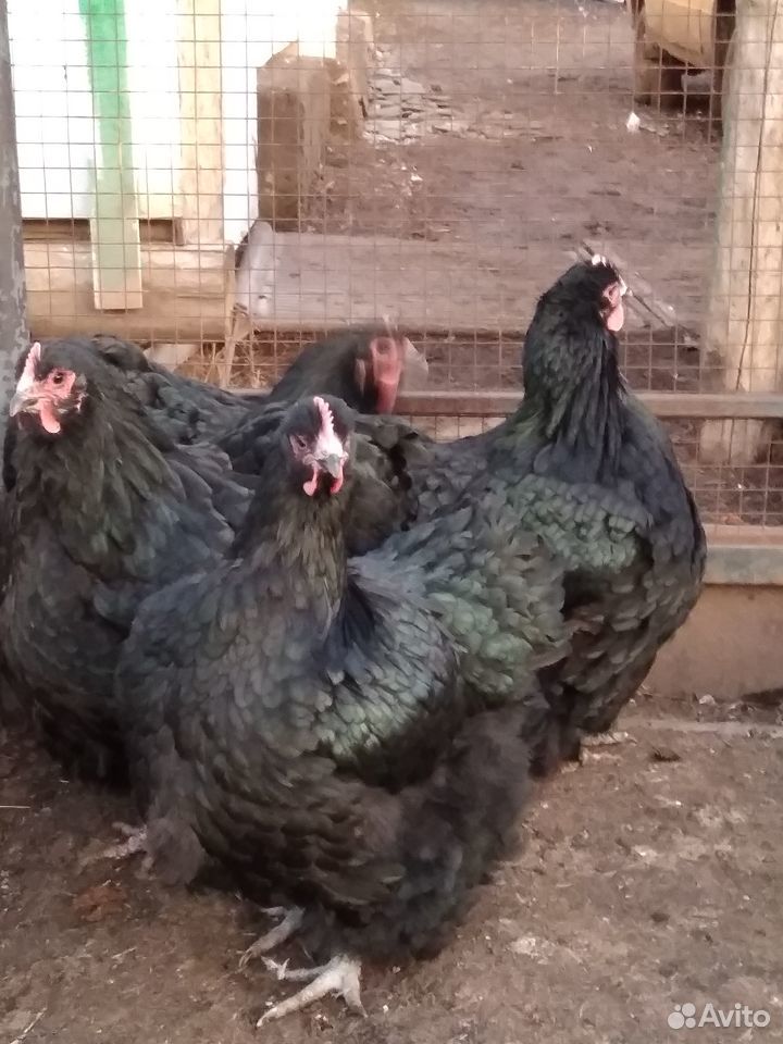 Орпингтон черный