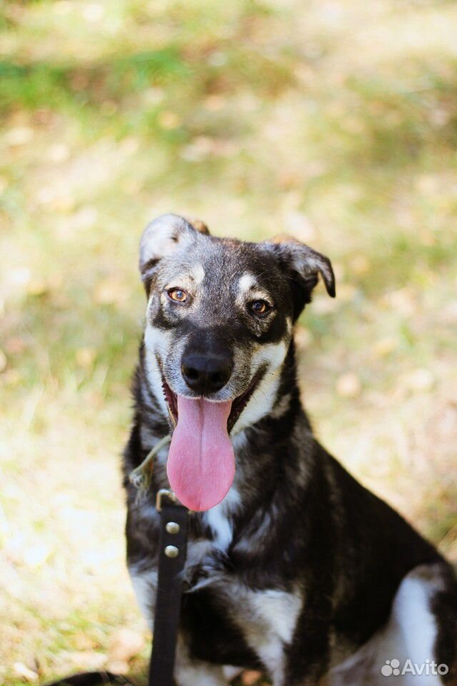 Супер пёс Боня в добрые руки