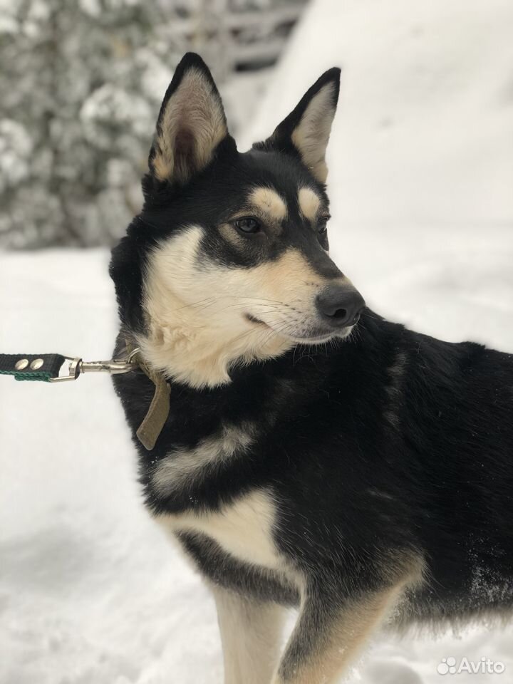 Альма ищет дом