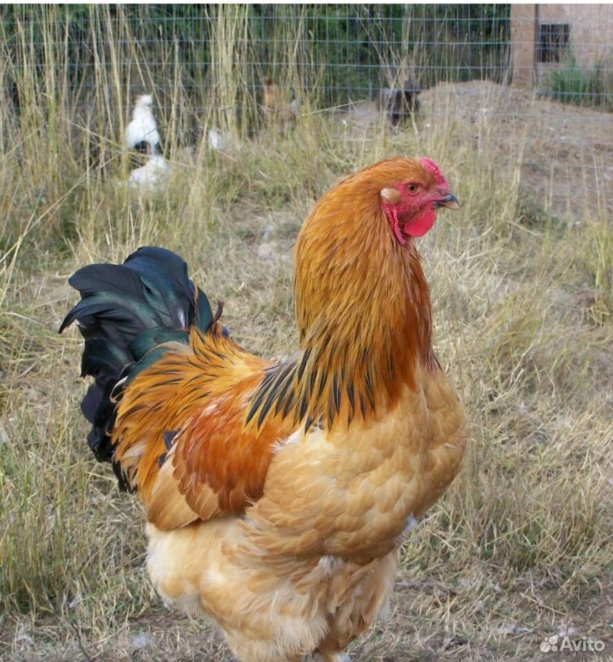 Петух брамы. шелковый и павлин индийский