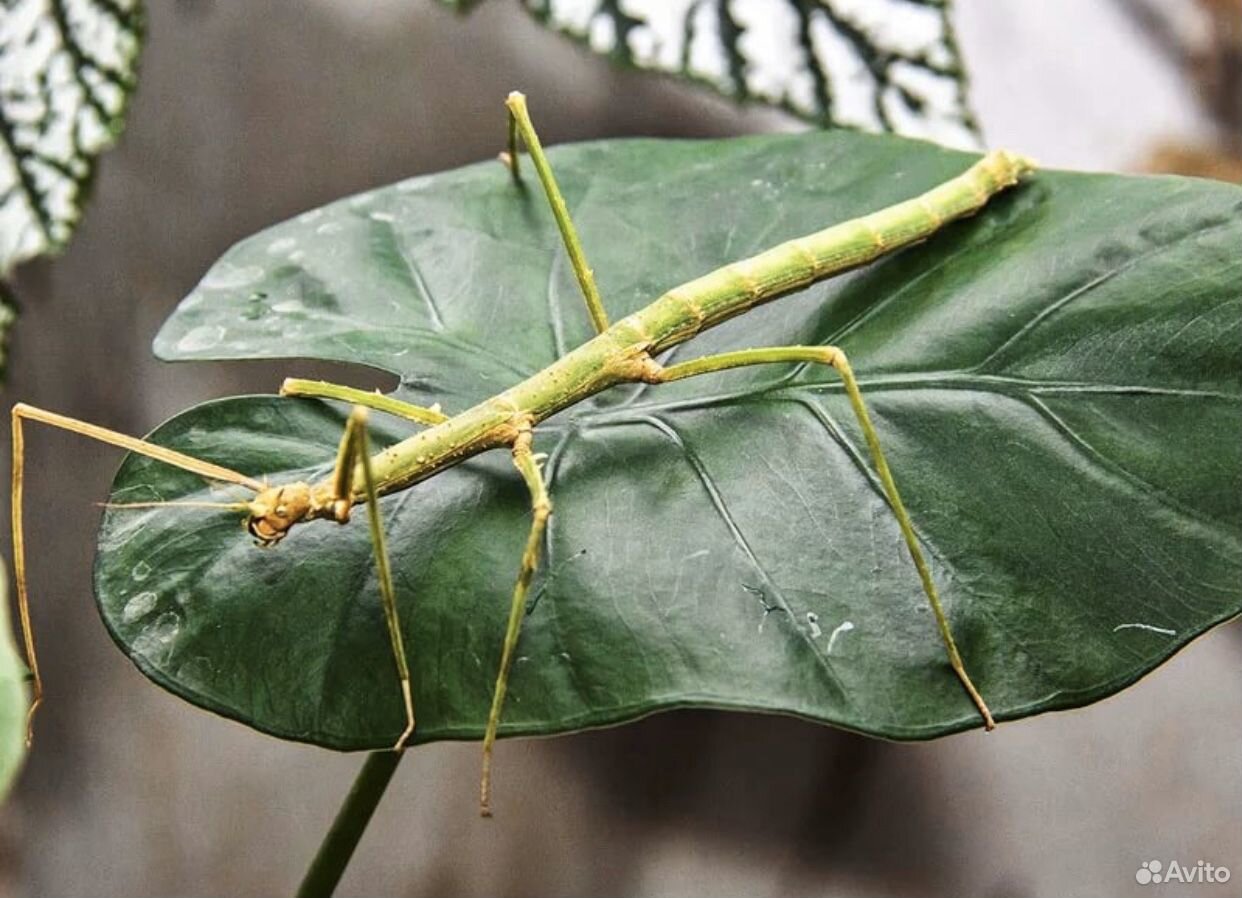 Палочник аннамский