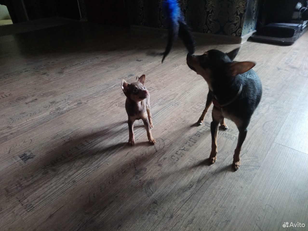 Щенки мини тойчики