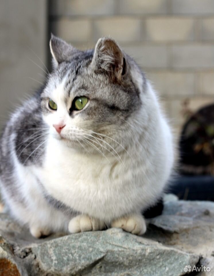 Красоточка в поисках дома и родных людей