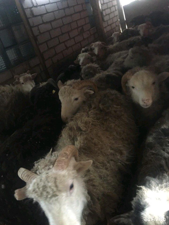 Овцы