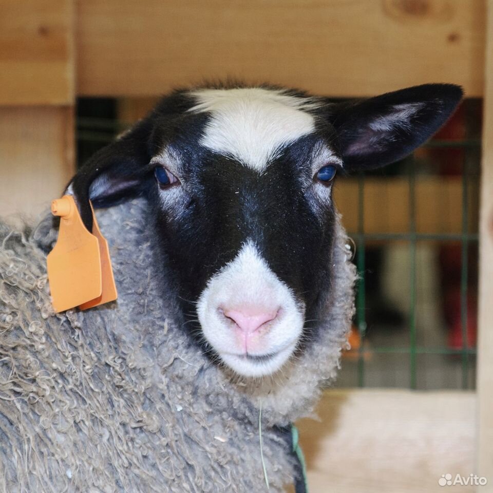 Бараны, овцы живым весом, ягнята разных пород
