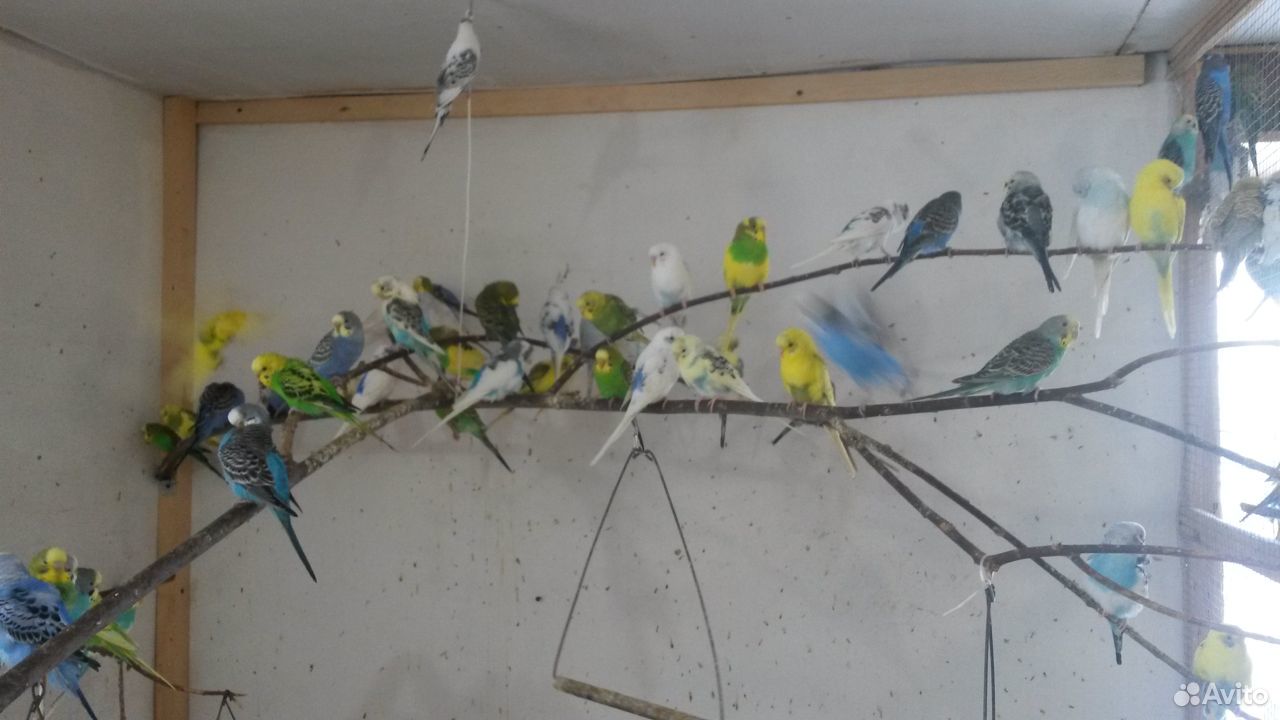 Питомник продает птиц