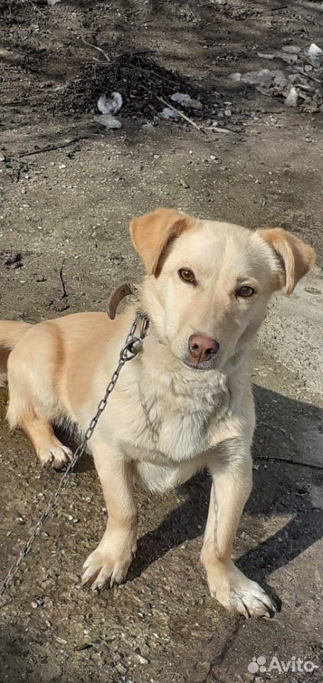 Собачка Жужа