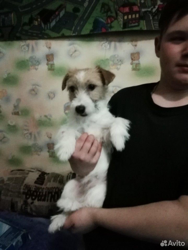 Прелестная Джи