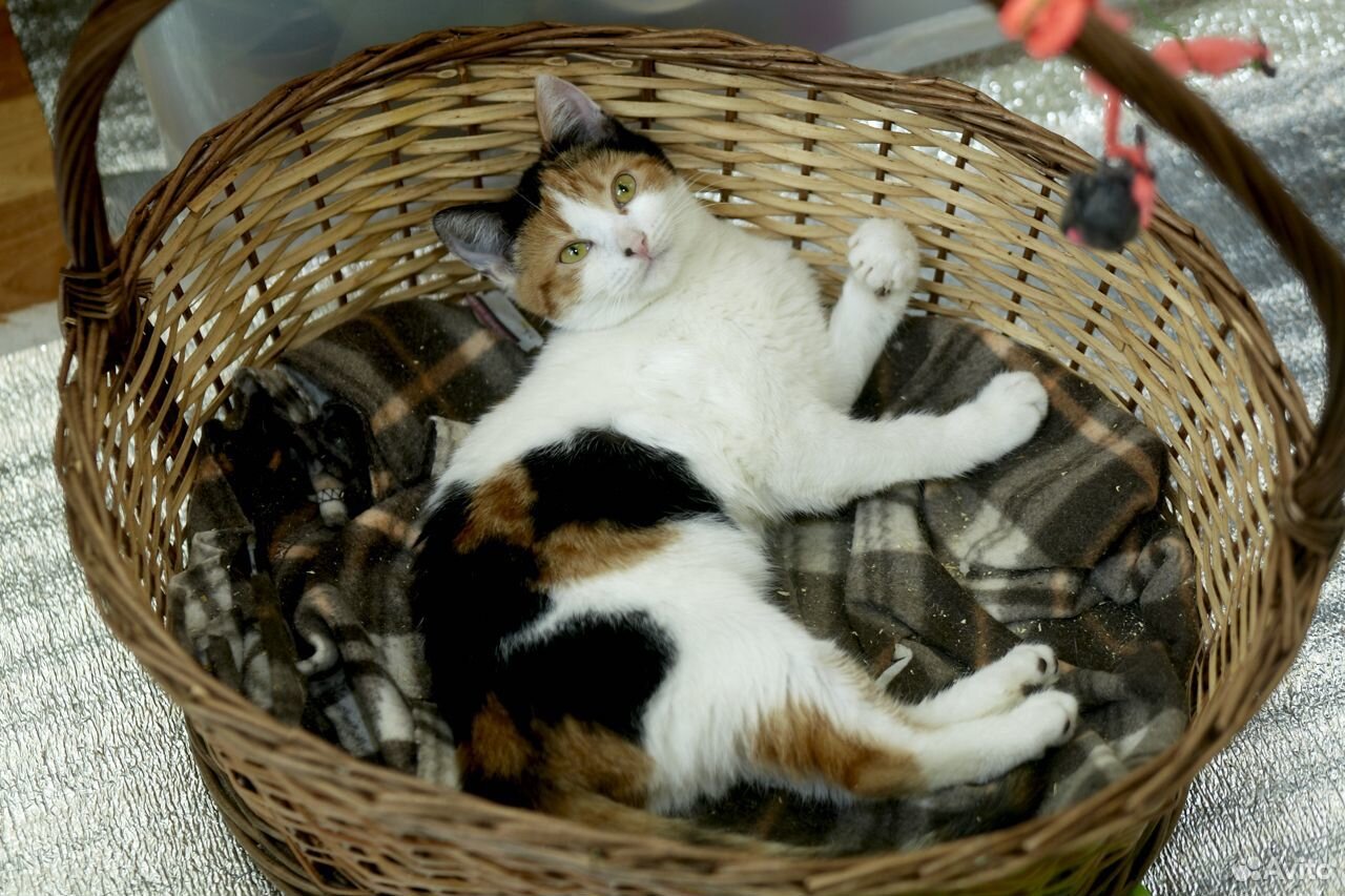 Даша ищет дом