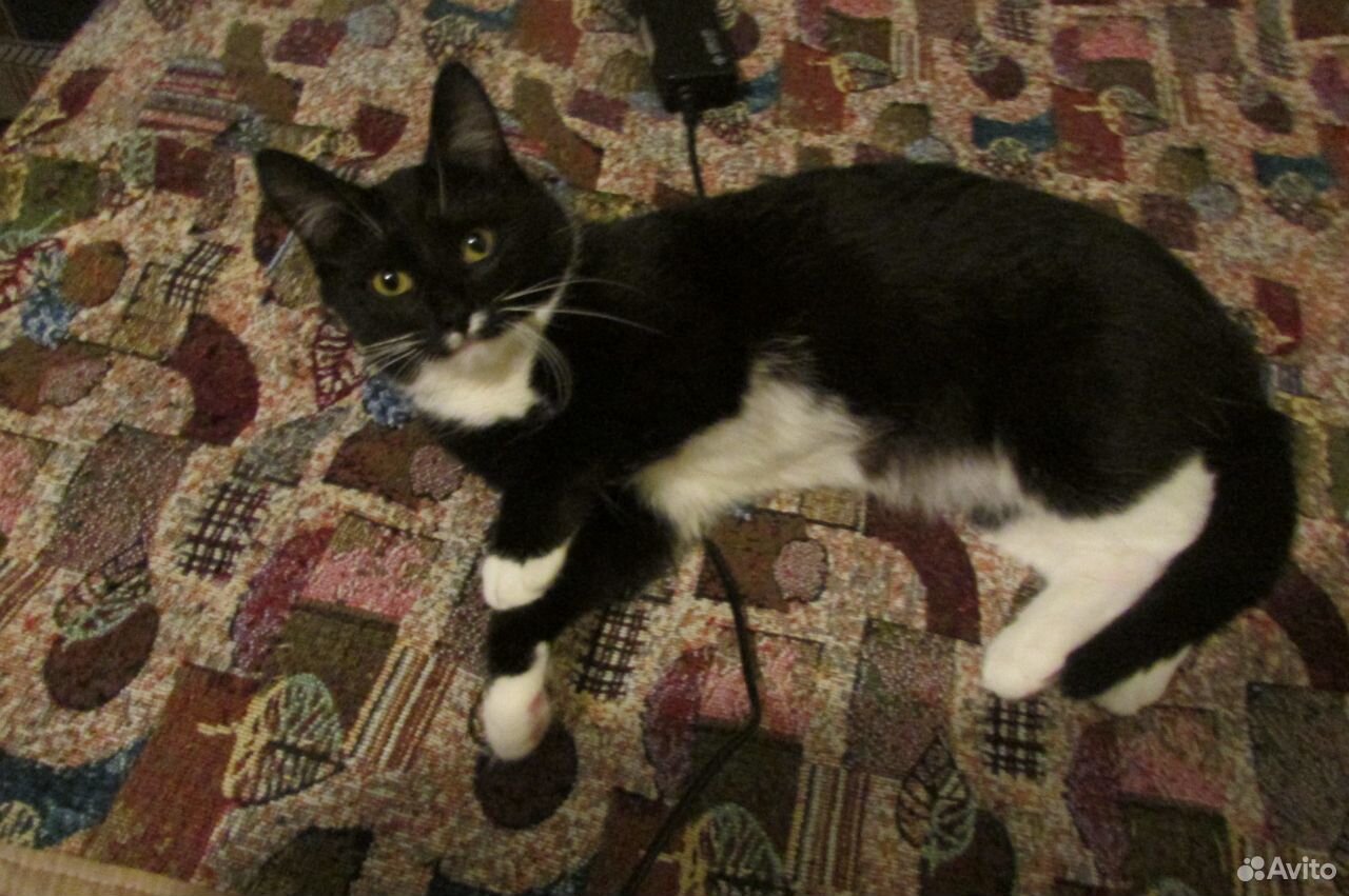 Киса-подросток в добрые руки