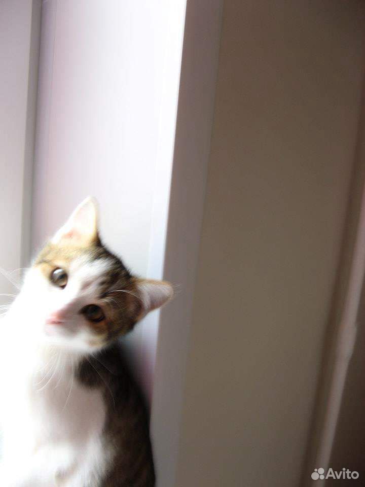 Кот казанский