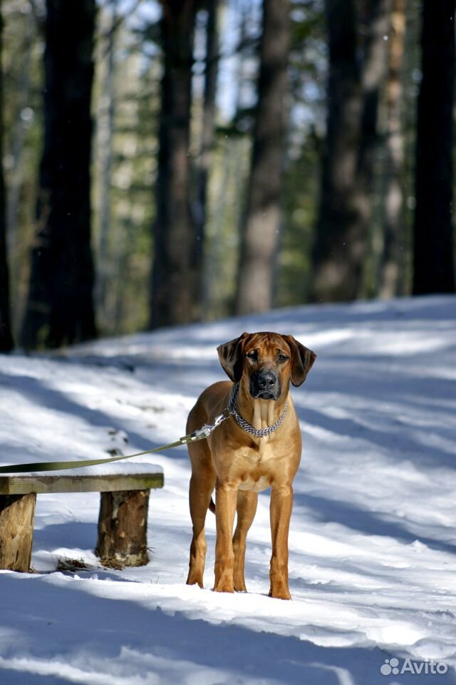 Подрощеная сука родезийского риджбека