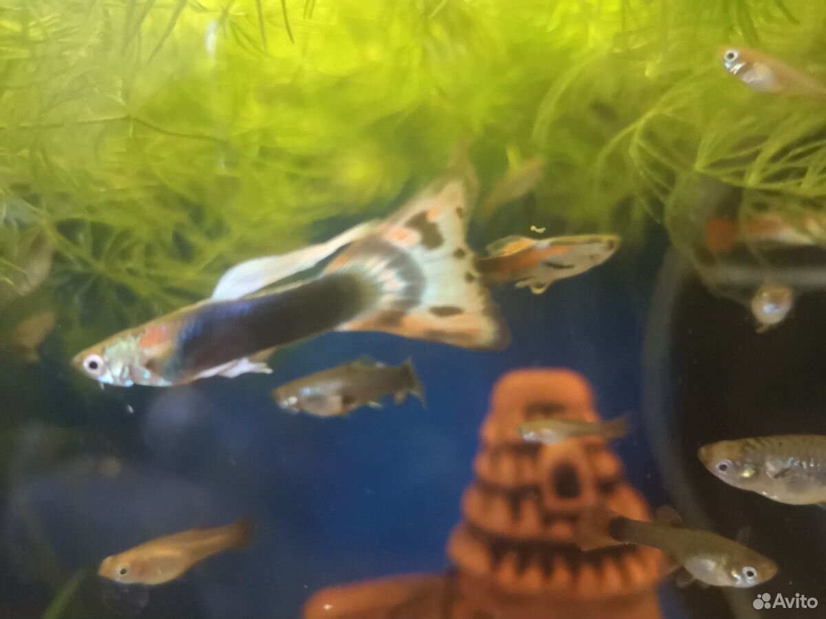 Рыбки гуппи