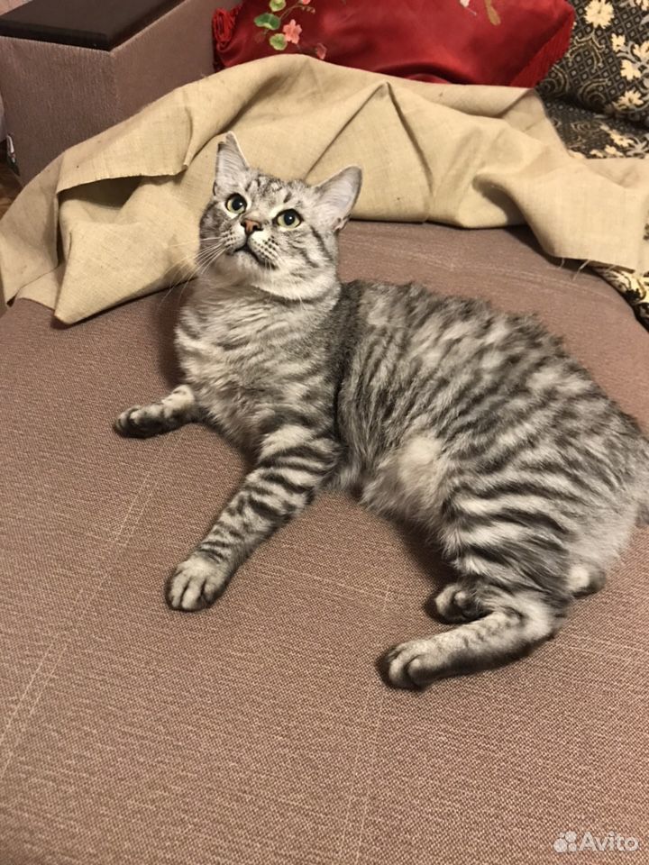 Кот Василий