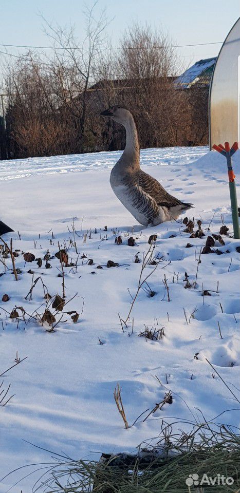 Гусак Холмогор