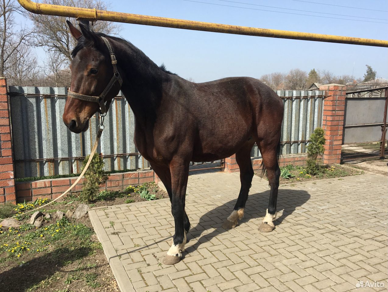 Племенная орловская кобыла