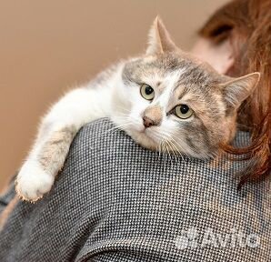 Кот Вильям в знающие руки