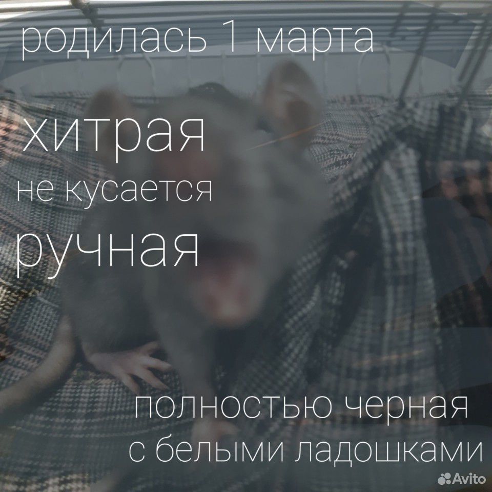 Чёрная крыса