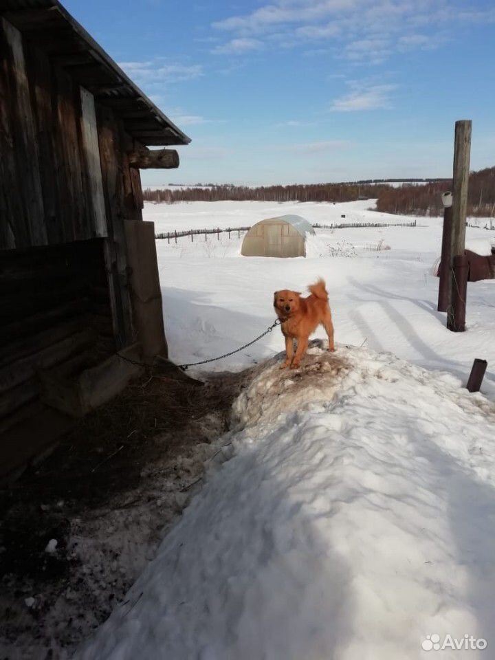 Кобель Карелофинской лайки