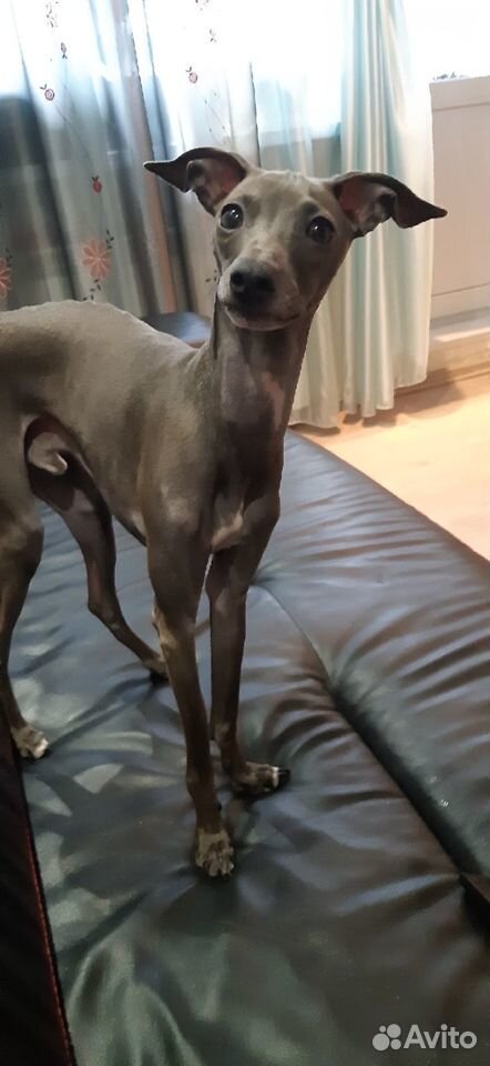 Кабель левретка