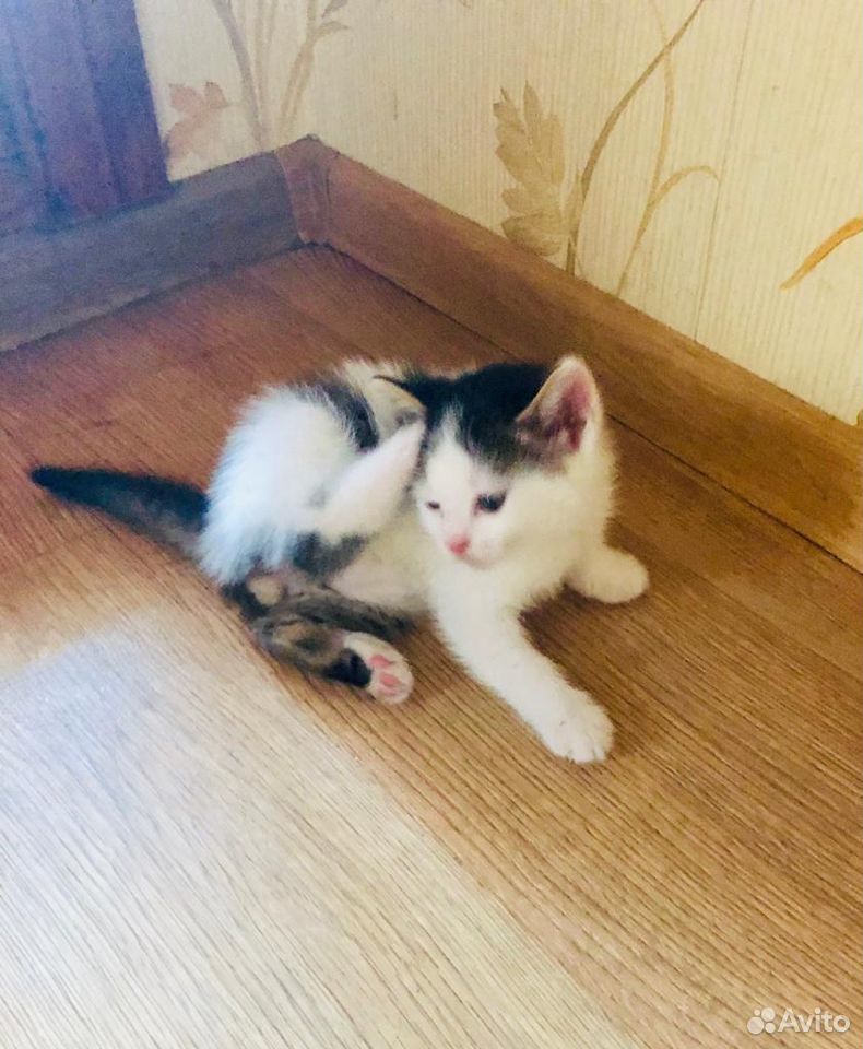 Котёнок