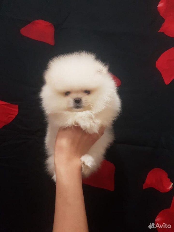 Супер курносик