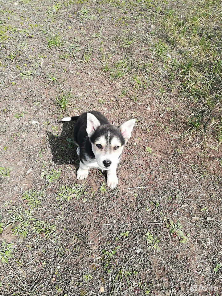 Дворянин с благородным лицом