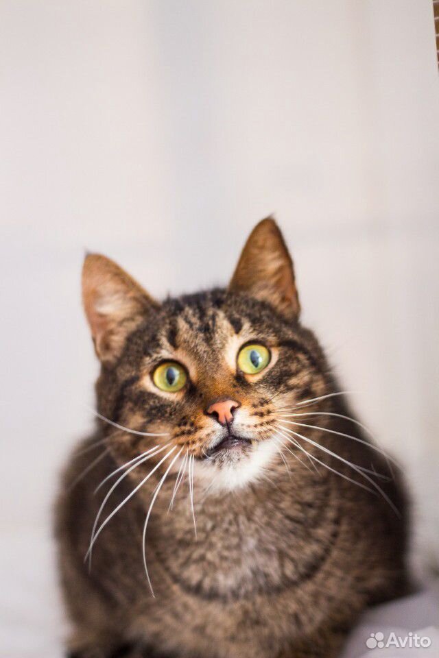 Кот ищет дом