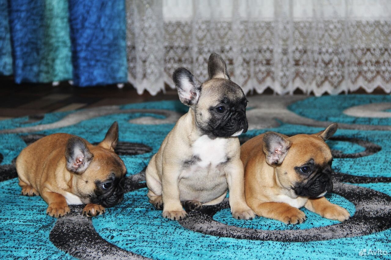 Продаются французские бульдожки