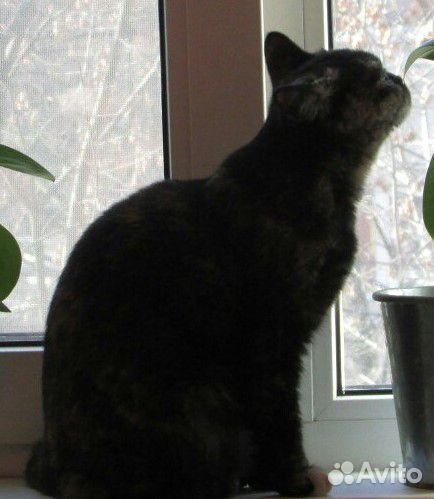 Шотландская скоттиш страйт кошка/вязка