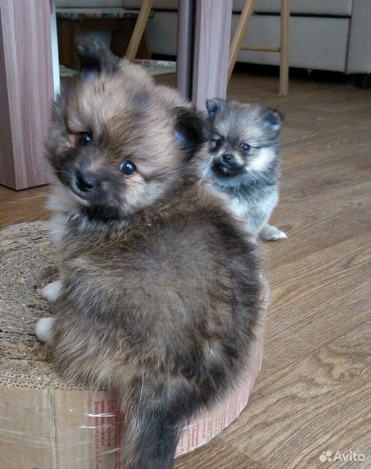 Щенки немецкого миниатюрного шпица