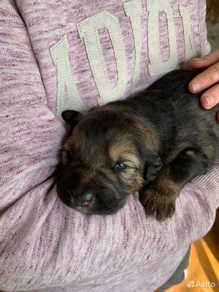 Щенок-малютка минибобер