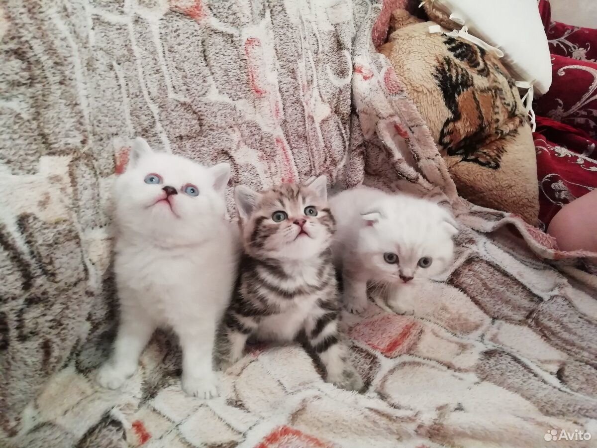 Шотландская