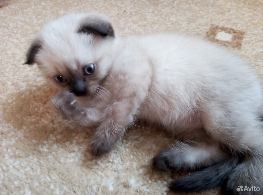 Умные Коты