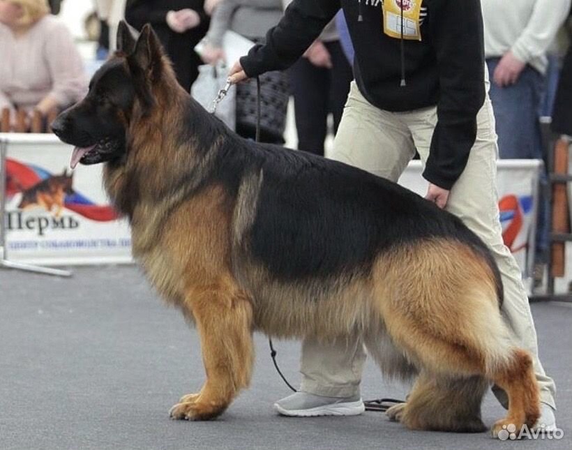 Немецкая овчарка длинношерстная