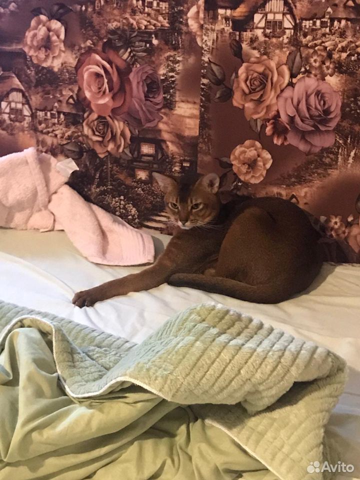 Котик 8 мес, абиссинской породы