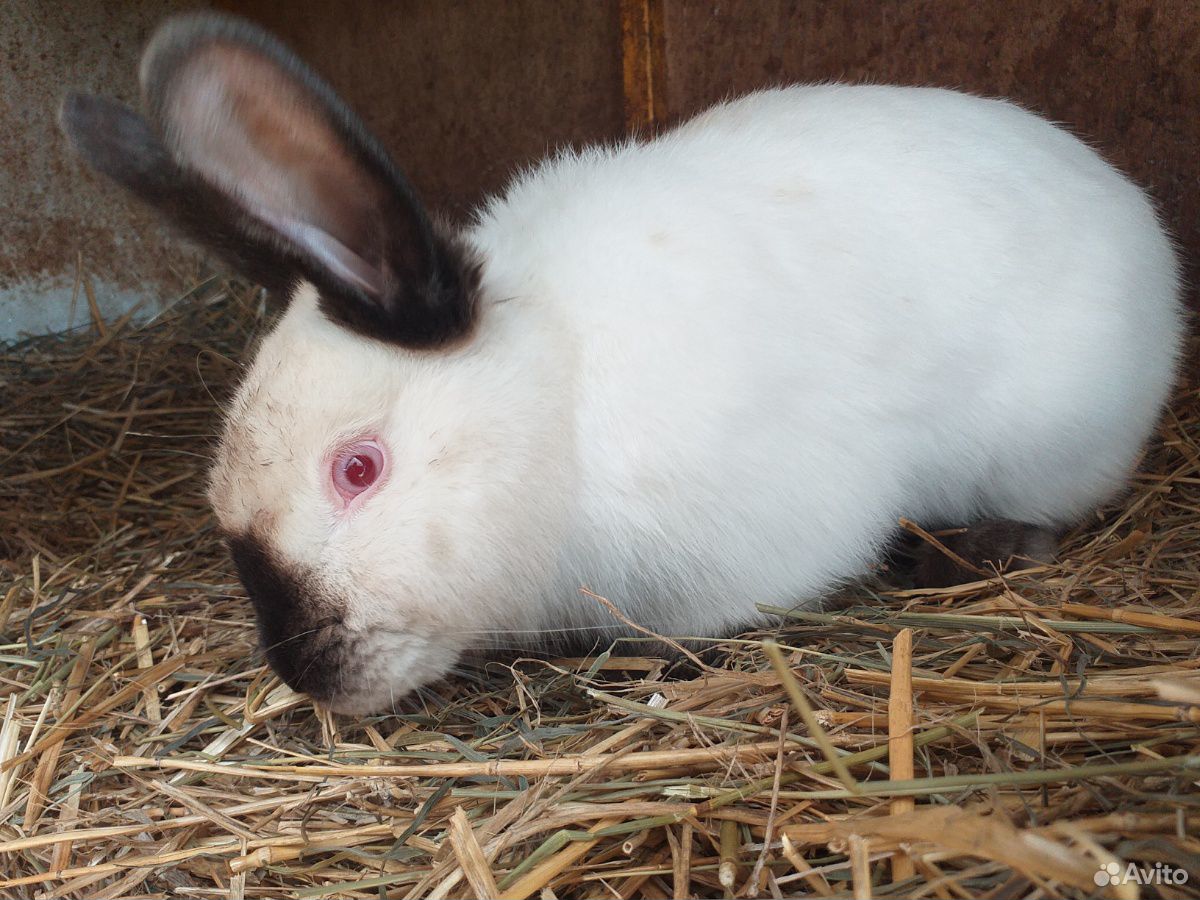 Самец на племя