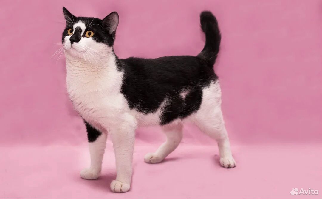 Ласковый котик Барсик в дар