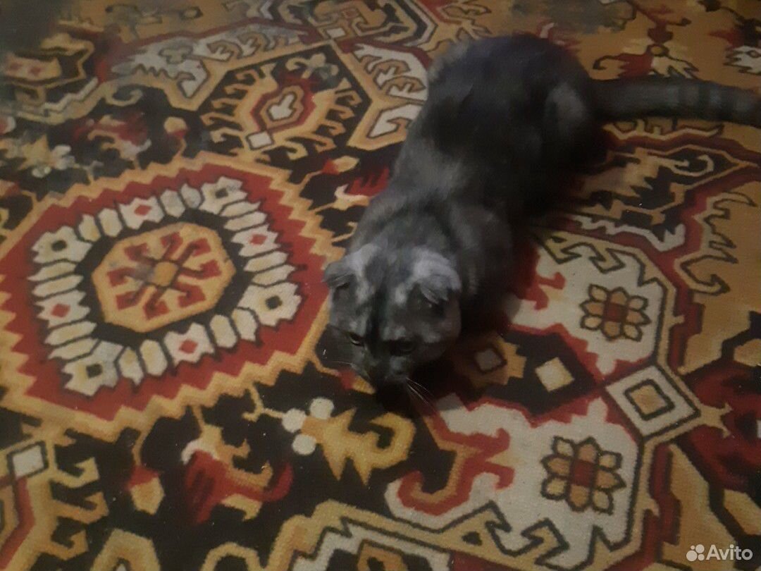 Веслоухий кот